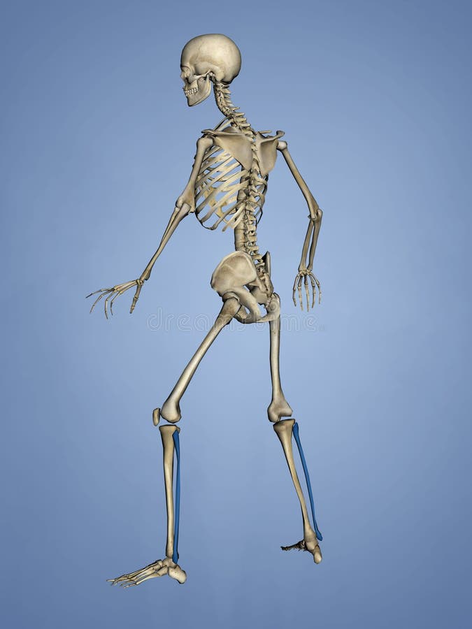 Fibula, 3D Model stock illustration. Illustration of human - 95300213