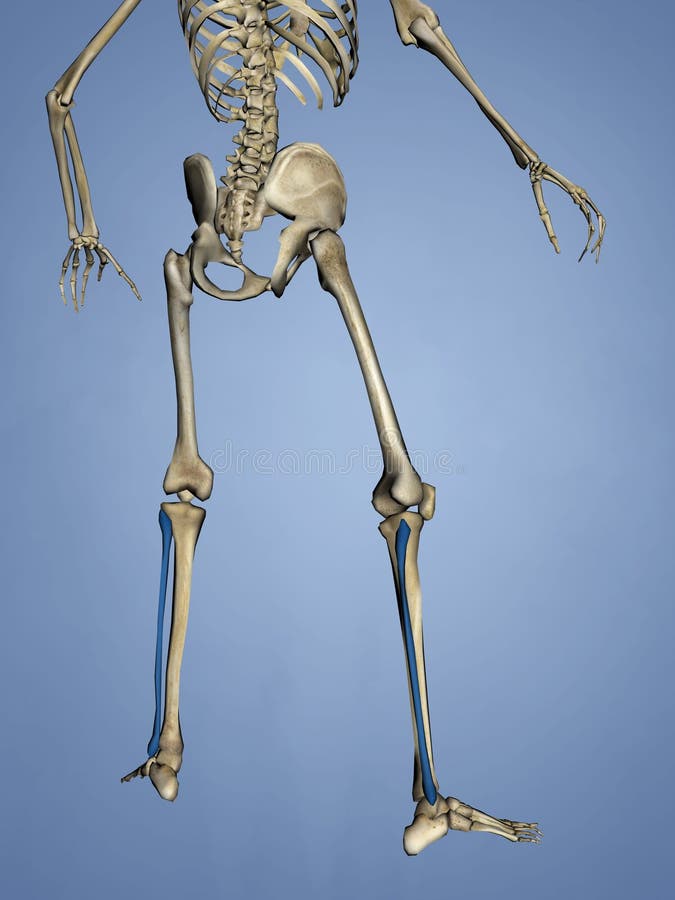 Fibula, 3D Model stock illustration. Illustration of skeleton - 95300678