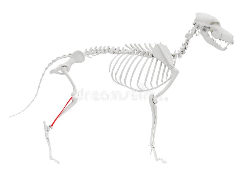 Fibula stock illustration. Illustration of treatment - 153407464