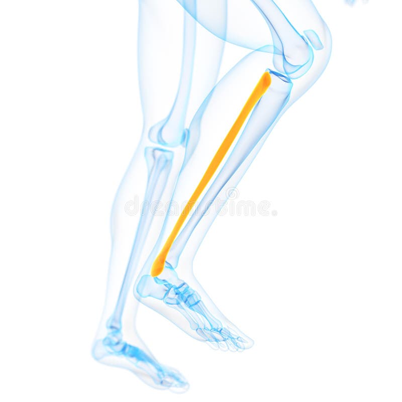 The fibula stock illustration. Illustration of artwork - 45574287