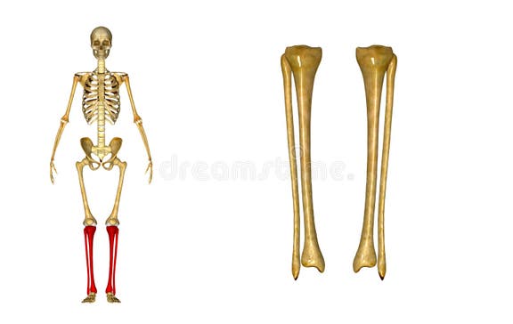 Bone Thickness Male Males Stock Photos - Free & Royalty-Free Stock ...