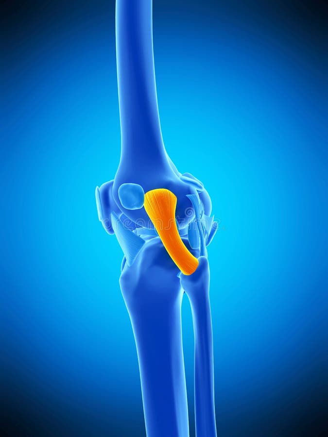The Fibular Collateral Ligament Stock Illustration - Illustration of ...