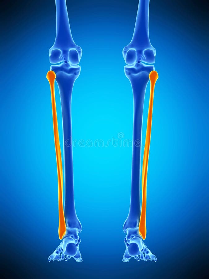 The bifurcate ligament stock illustration. Illustration of foot - 73211570
