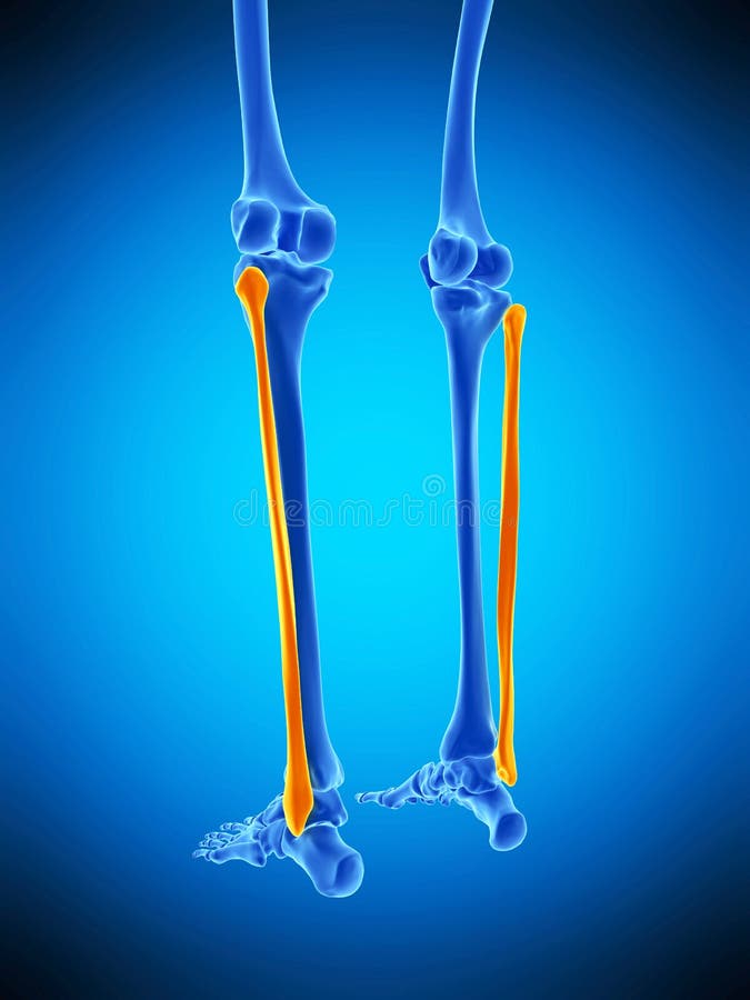 The fibular stock illustration. Illustration of skeleton - 73211670
