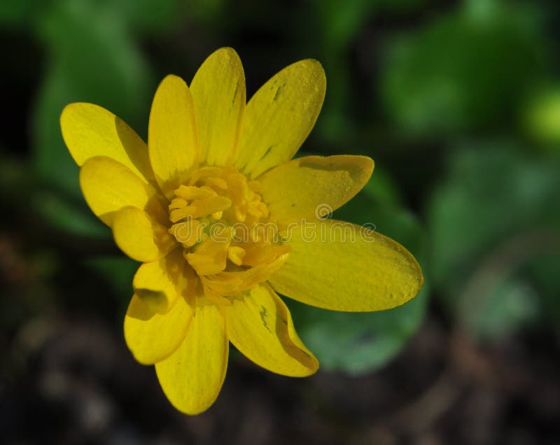 Ficaria verna stock photo. Image of tree, corn, deciduous - 17752158