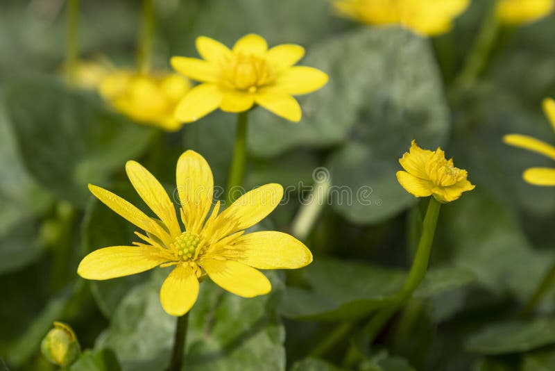 Yellow spring flower stock photo. Image of ficaria, nature - 244626042