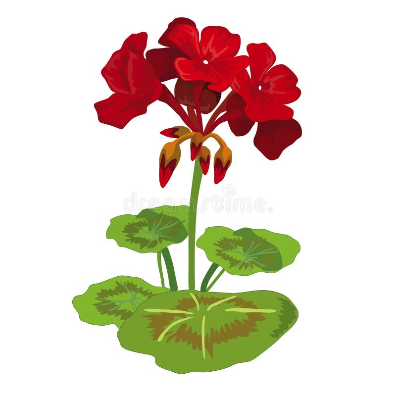 Fichero Del Vector De La Flor Del Geranio Ilustración del Vector ...