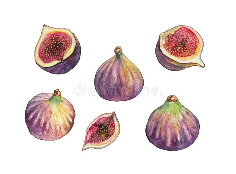 Fichi Illustrazioni, Vettoriali E Clipart Stock – (7,057 Illustrazioni ...