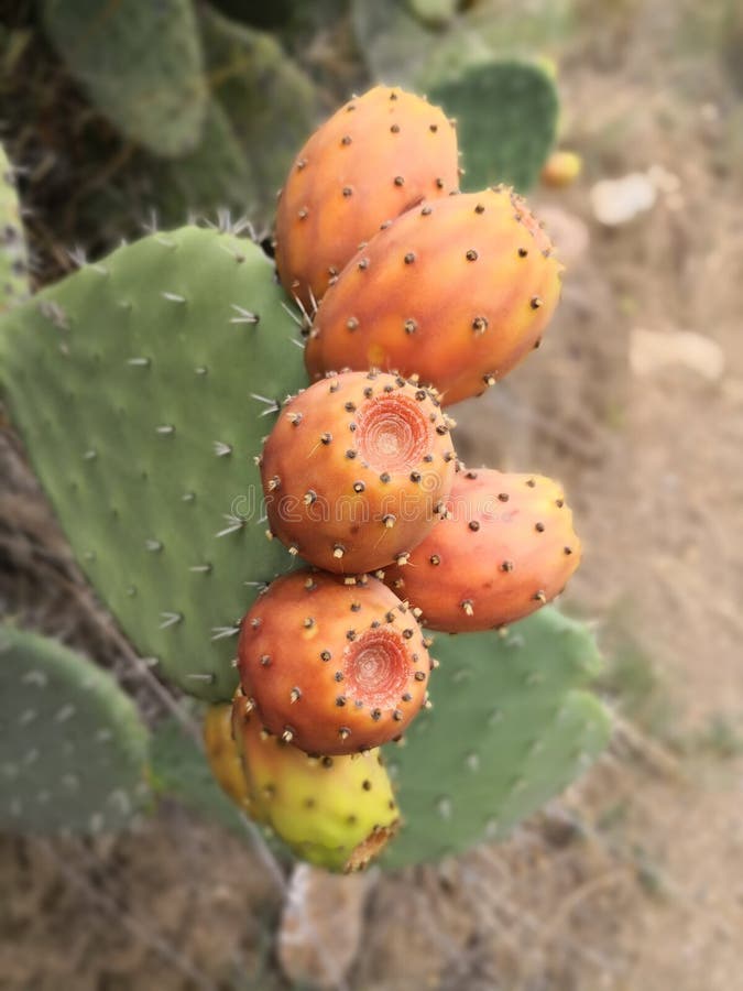 Fichi d India stock image. Image of fruit, sicily, vegetable - 27440621