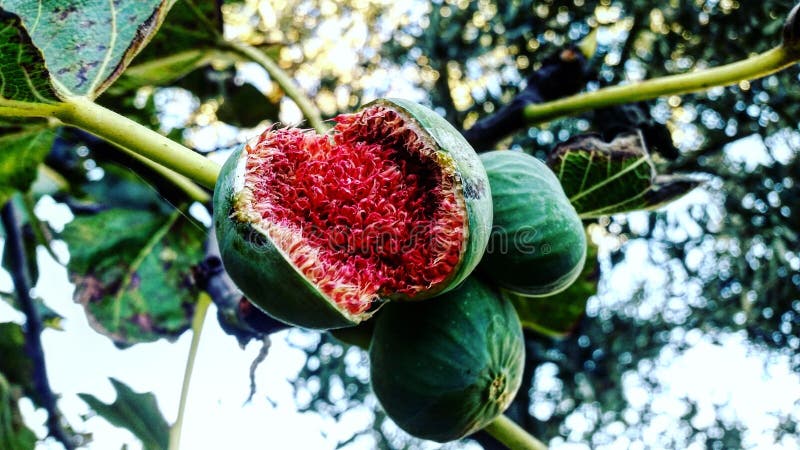 Fichi stock image. Image of nature, fruit, green, fichi - 80884841