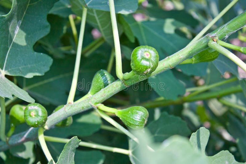Fichi su un albero di fico immagine stock. Immagine di botanico - 12912009