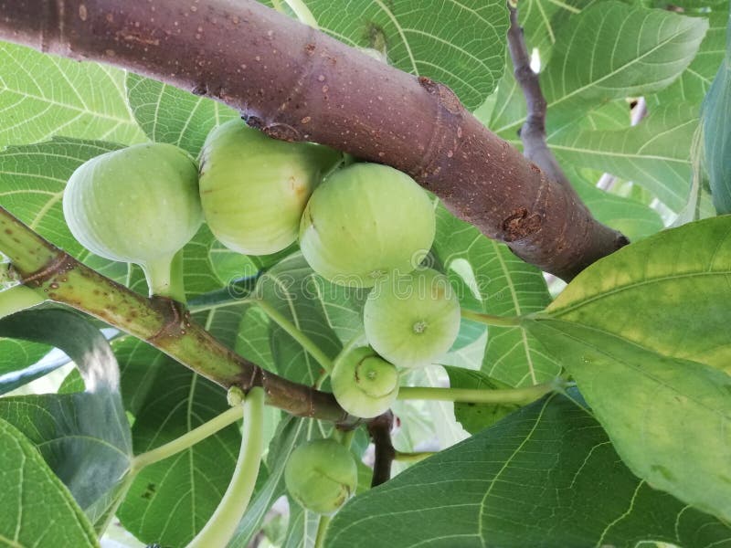 Fichi verdi immagine stock. Immagine di piccolo, fresco - 122620623