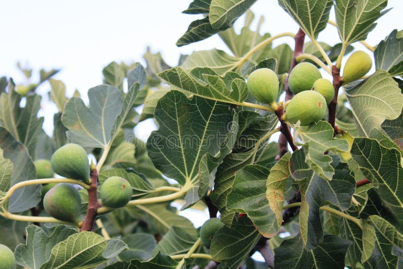Frutta Del Fico Sull'albero (inoltre Chiamato Come Fico Comune, Ficus ...