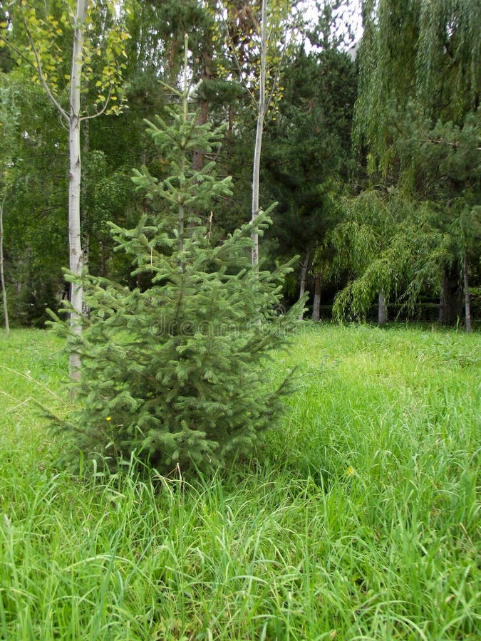 Fichte Im Wald Auf Einer Lichtung Stockfoto - Bild von lichtung ...