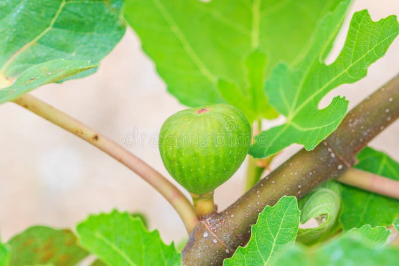 Fico comune fotografia stock. Immagine di fico, sfondo - 56120686