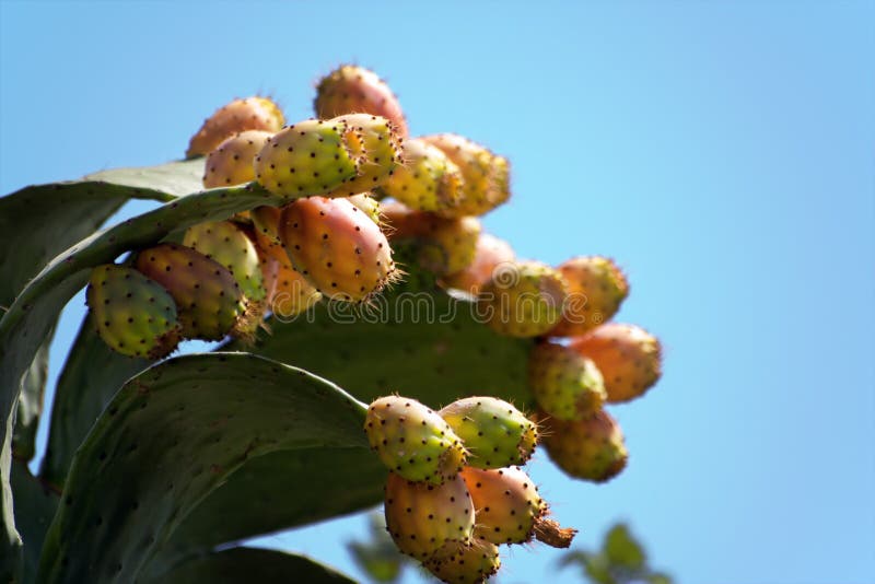 Fico d'india immagine stock. Immagine di cielo, cactus - 4100747