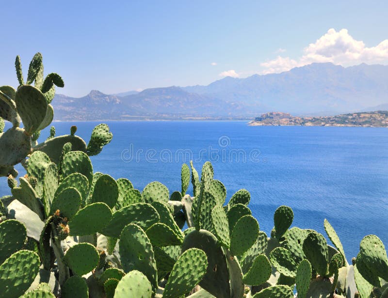 Fico D'India Sul Fondo Del Mare Immagine Stock - Immagine di racchette ...