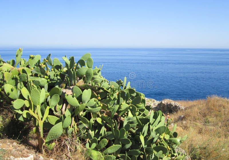 Fico D'india Sul Mar Mediterraneo Immagine Stock - Immagine di sfondo ...