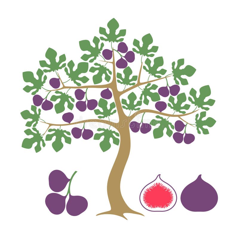 Albero Di Fico Illustrazioni, Vettoriali E Clipart Stock – (6,134 ...