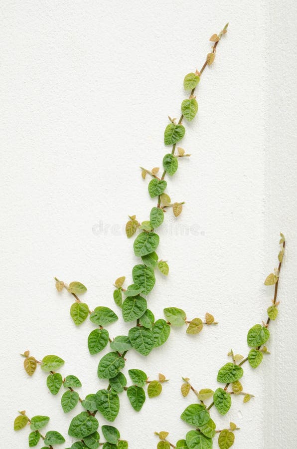 Fico rampicante fotografia stock. Immagine di fresco - 39630954