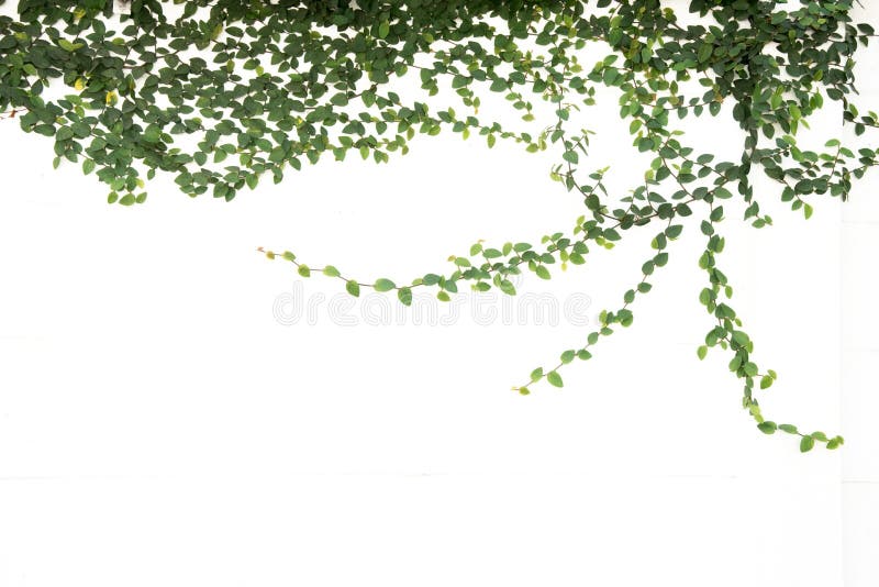 Fico Rampicante Dell'edera Verde Isolato Fotografia Stock - Immagine di ...