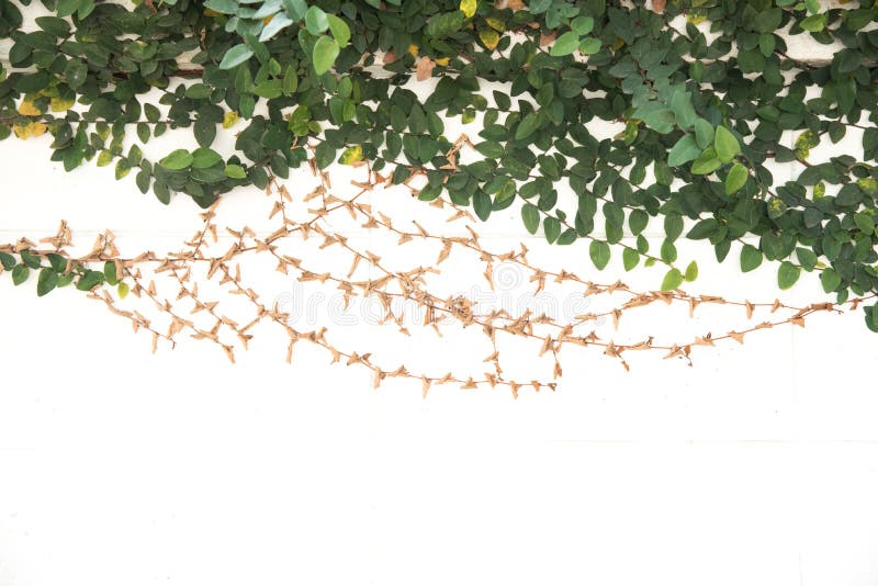 Fico Rampicante Dell'edera Verde Isolato Immagine Stock - Immagine di ...