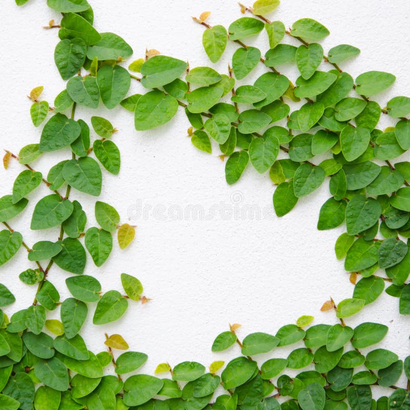 Fico rampicante fotografia stock. Immagine di fresco - 39630954