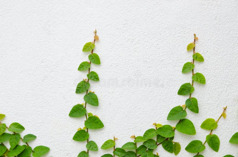 Fico rampicante fotografia stock. Immagine di fresco - 39630954