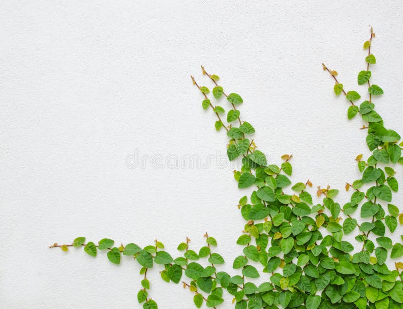 Fico rampicante fotografia stock. Immagine di fresco - 39630954