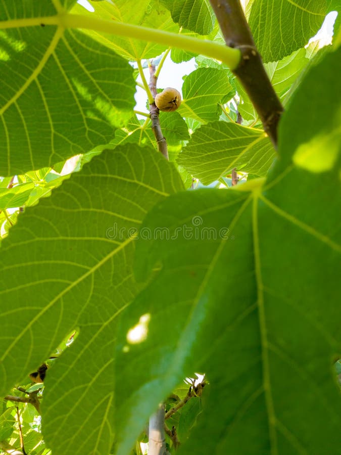 Fico sull'albero fotografia stock. Immagine di serra - 105605348
