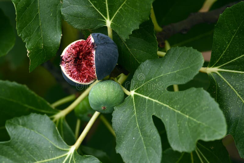 Foglie Di Fico Del Primo Piano E Fico Sull'albero Immagine Stock ...