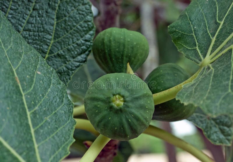Fico verde immagine stock. Immagine di nave, albero, frutta - 11054447