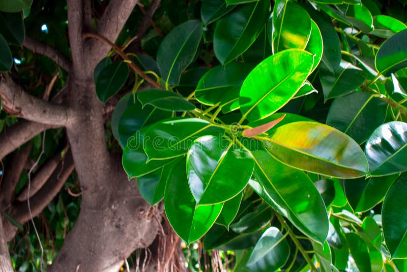 Ficus foto de archivo. Imagen de parque, crecimiento - 104714454