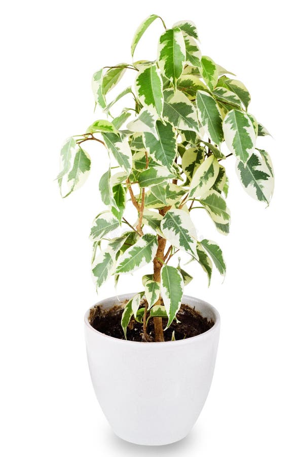 Ficus tree in pot stock image. Image of branch, object - 17733191