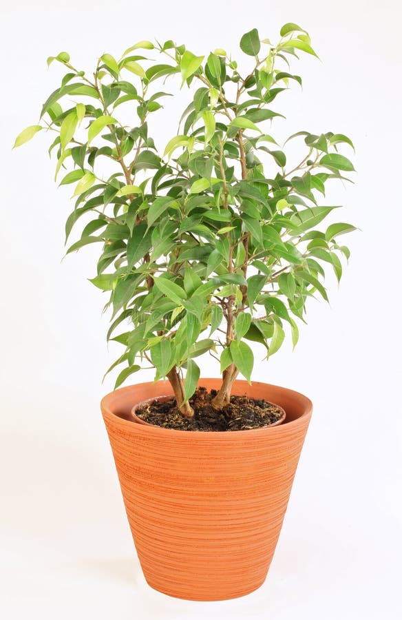 Ficus tree in pot stock image. Image of foliage, branch - 17812203
