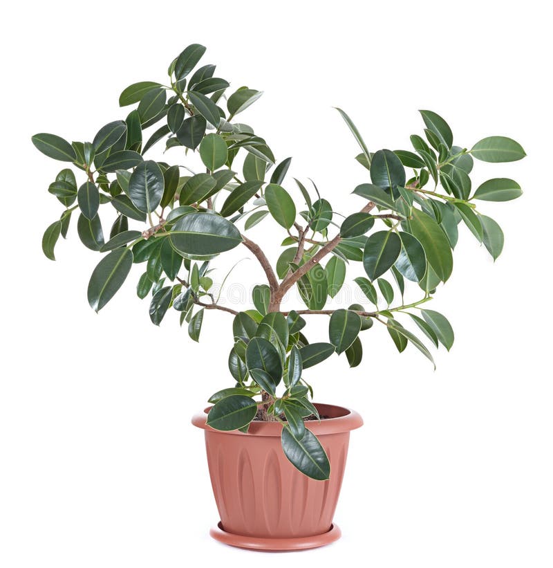 Ficus imagen de archivo. Imagen de flor, interior, melanie - 39940377