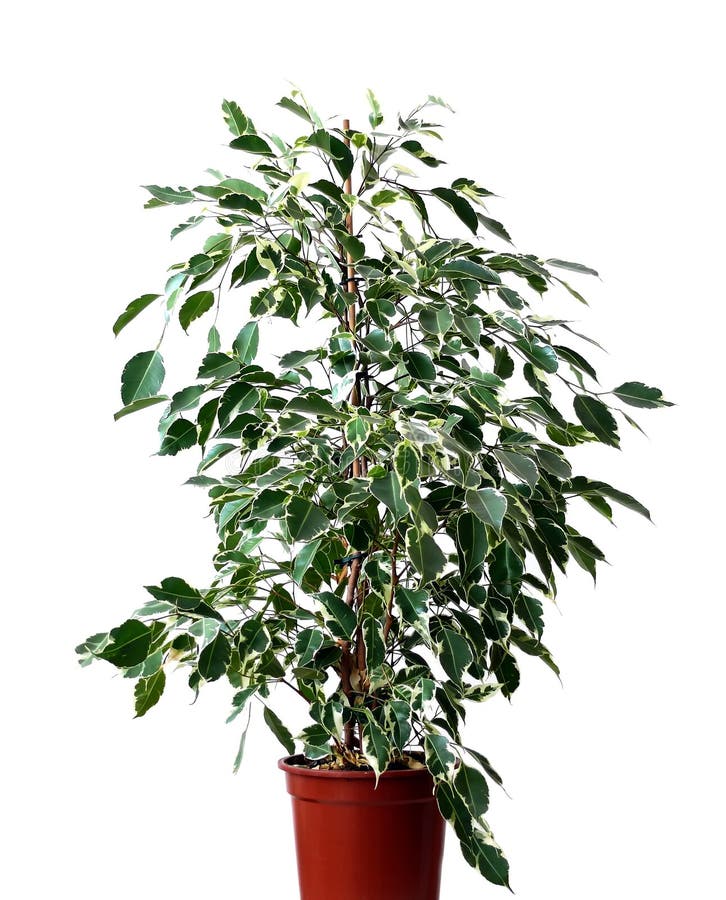 Ficus stock photo. Image of flower, plants, garden, inflorescence - 6029046