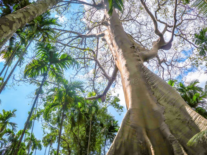 Ficus Albipila, Giant Tree at Uthaithani, Thailand Stock Photo - Image ...