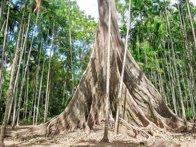 Ficus Albipila, Giant Tree at Uthaithani, Thailand Stock Image - Image ...