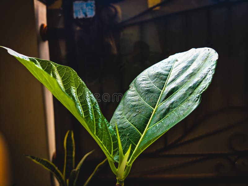 Ficus Altissima with Beautiful Pattern Stock Image - Image of flower ...