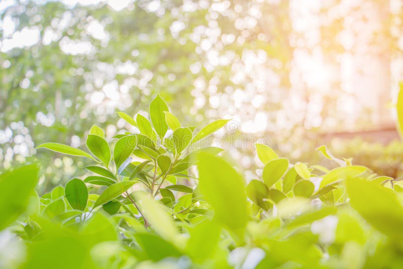 Ficus Annulata, the Green Tree at the Garden Stock Photo - Image of ...