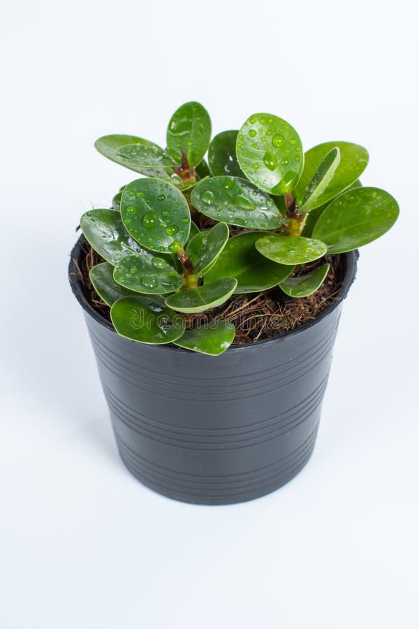 Ficus Annulata on White Background Stock Image - Image of garden ...