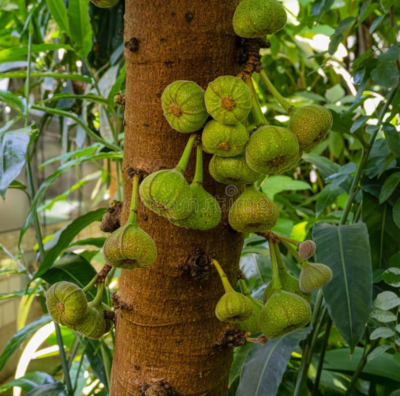 Fruits of Roxburgh Fig, Elephant Ear Fig Tree Ficus Auriculata are ...