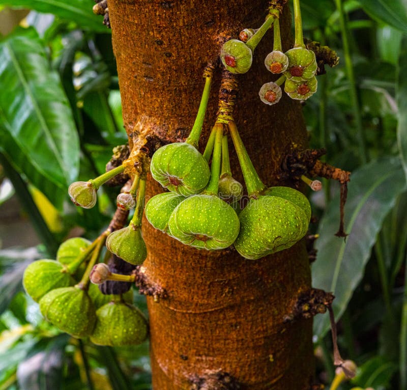 Ficus Auriculata, Roxburgh Fig Close_up of Fruits on a Tree Stock Image ...