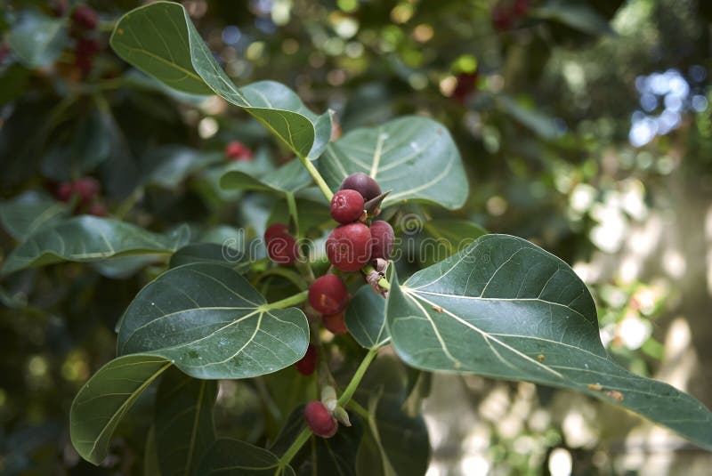 Ficus Benghalensis Branches Full of Fruit Stock Photo - Image of leaves ...