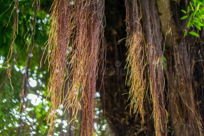Ficus Benghalensis. Close Up of Banyan Tree Roots Stock Image - Image ...