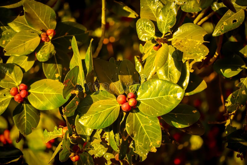 Ficus Benghalensis Red Color Fruit or Boter Fol and the Old Tree,Banyan ...