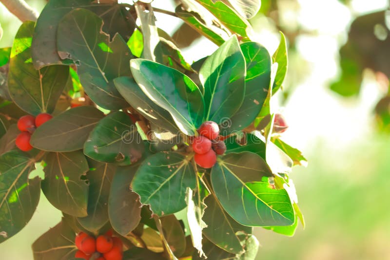 Fruit of Ficus Benjamina on the Tree,Banyan Fig Tree Fruit Closeup ...