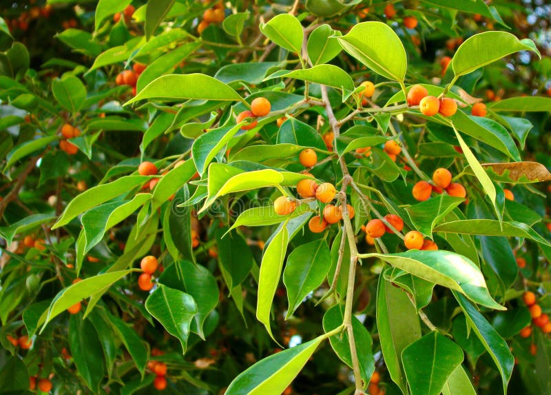 Tree Ficus Benjamin. Branches, Leaves, Seeds Stock Photo - Image of ...