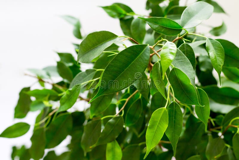 Ficus Benjamin with Fresh Leaves on White Background Stock Image ...